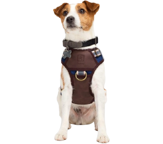 Ready Set Offical Website – Premium harnesses and collars for active ...